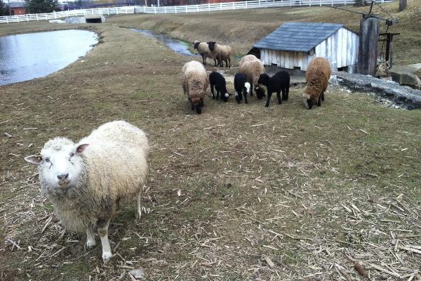 Amish Experience/ Amish Tours/ Magic Lantern Shows - Bird in Hand, PA