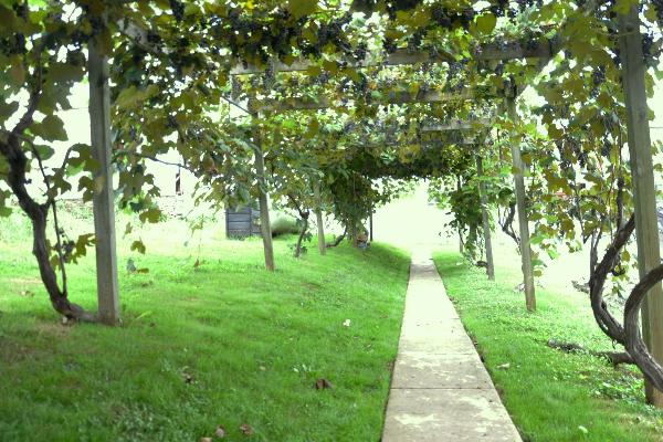 Amish Experience/ Amish Tours/ Magic Lantern Shows - Bird in Hand, PA